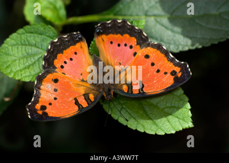 Gaudy commodore butterfly (Precis octavia sesamus). This is the winter ...