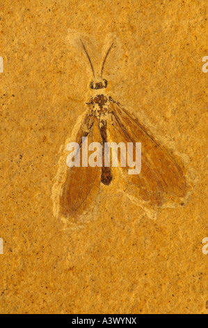 Fossil Moth Lepidoptera Cretaceous Brazil Stock Photo - Alamy