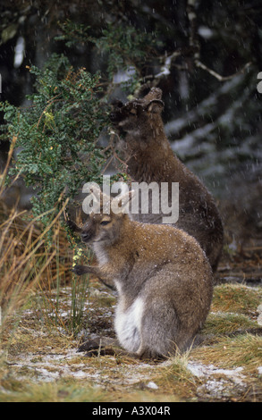Snow Wallaby winter wallaby wallabies australia australian australasia ...