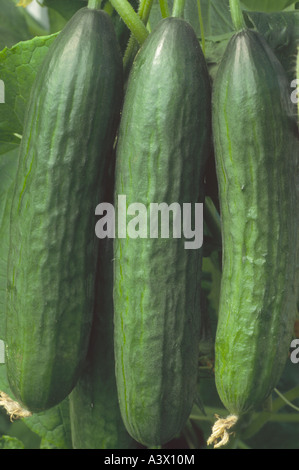 Cucumis sativus 'Zeina' AGM (Cucumber) F1 Hybrid. All female mini ...
