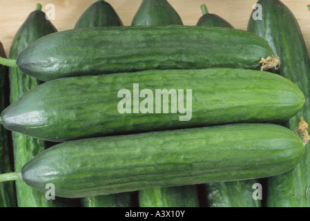 Cucumis sativus 'Zeina' AGM (Cucumber) F1 Hybrid. All female mini ...