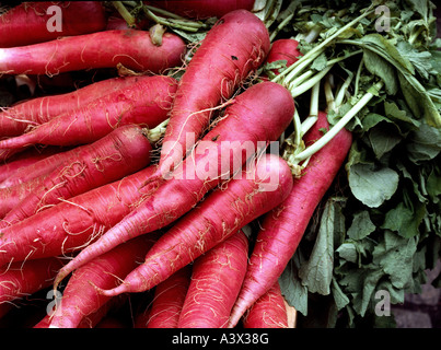 botany, radish, (Raphanus), Radish, (Raphanus sativus), tubers, root ...