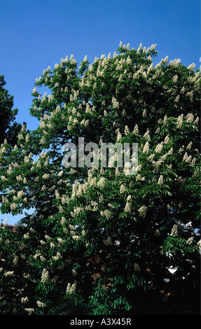 botany, chestnut, (Castanea), Common Horse Chestnut (Aesculus ...