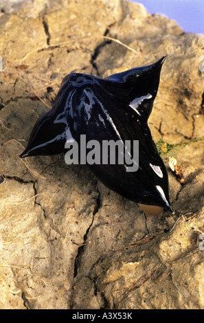 Fruit of water caltrop (Trapa natans Stock Photo - Alamy