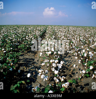 Cotton plants (Gossypium), cotton field, cotton plantation, Uzbekistan ...