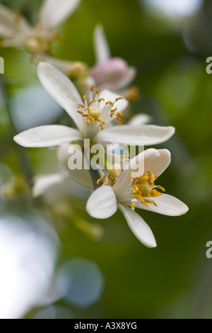 Citrus limon Verna lemon flowers Stock Photo - Alamy