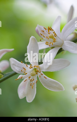 Citrus limon Verna lemon flowers Stock Photo - Alamy