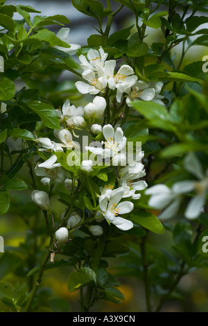 Poncirus trifoliata x Citrus sinensis Carrizo Citrange flowers and ...