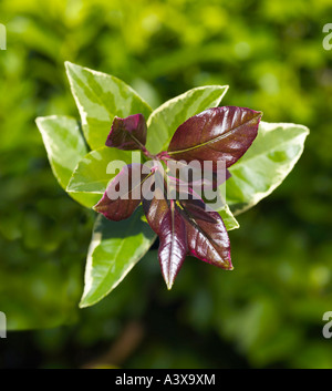 Citrus limon, Lemon Tree with New Flower Buds Forming Stock Photo - Alamy