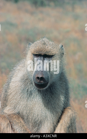 Tsavo East National Park, Kenya Stock Photo - Alamy