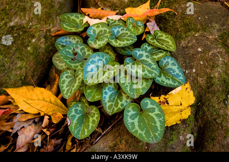 Asarum (wild ginger) at base of tree along Bolin Creek, Carrboro, NC ...