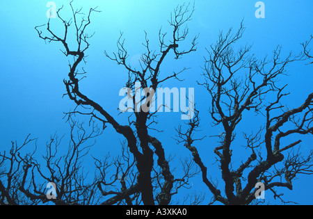 burnt burned oak tree branches silhouette forest Massif des Maures Var ...