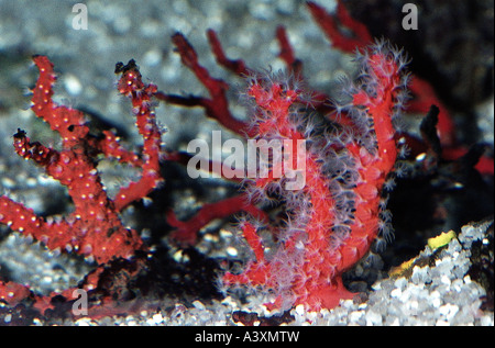 Cnidaria, Mediterranean red coral, (Corallium rubrum), with white ...