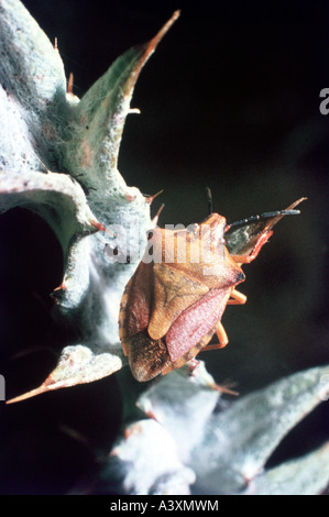 Stink bug Rhaphigaster nebulosa Stock Photo - Alamy
