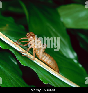 hatching, southern hawker, blue hawker Stock Photo - Alamy