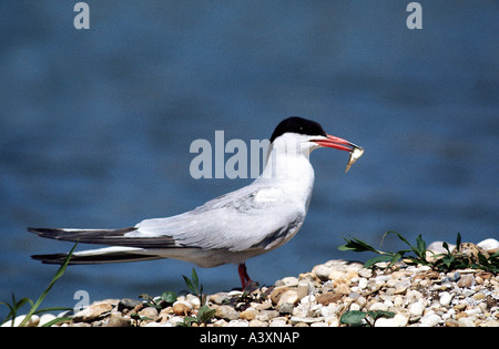 Common Tern (Sterna hirundo), Austria Stock Photo - Alamy