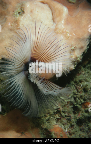 Giant Tube Worm, Riftia pachyptila in Deep Sea Hydrothermal Vents Mid ...