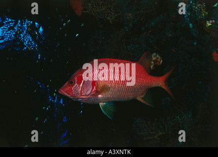 zoology / animals, fish, sammara squirrelfish, (Holocentrus sammara ...