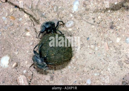 Sisyphus Beetle (Sisyphus schaefferi), Two Sisyphus Beetles roll a ...