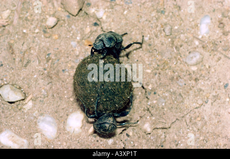 Sisyphus Beetle (Sisyphus schaefferi), Two Sisyphus Beetles roll a ...