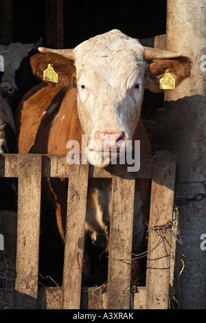 A cow on a farm in Croatia Stock Photo - Alamy