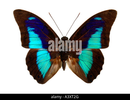 Tropical Butterfly, Viewed From Top Down On White Background Stock ...