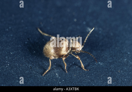 golden spider beetle (Niptus hololeucus), imago Stock Photo - Alamy