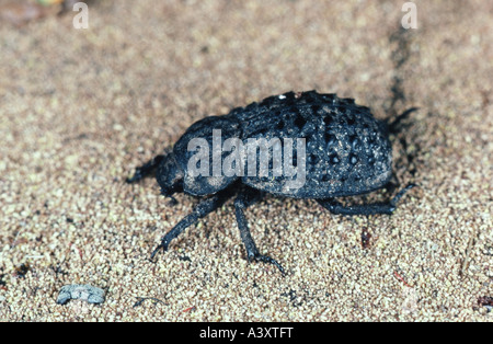 hide beetle (Trox sabulosus), imago Stock Photo - Alamy
