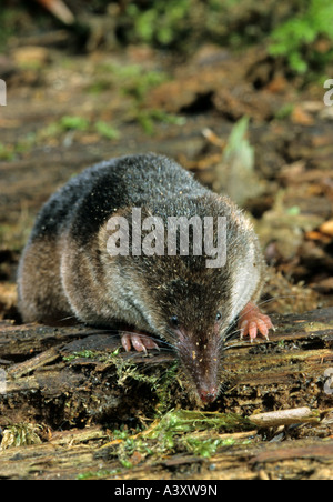 Common shrew (Sorex araneus), wood shrew, shrew, shrews, insectivores ...