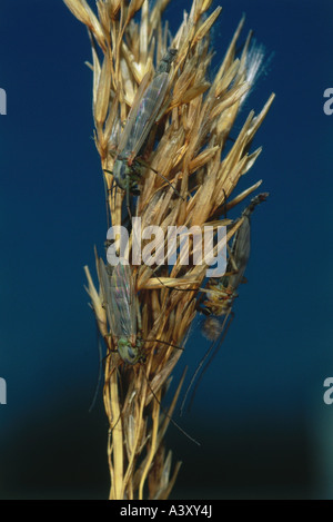 zoology / animals, insects, Mosquito, (Culicidae), sitting on corn ...