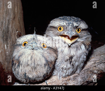 zoology / animals, avian / bird, Tawny Owl, (Strix aluco), sitting on ...