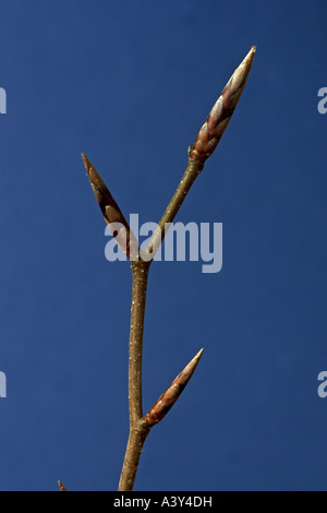 Beech buds in winter Fagus sylvatica Lancashire Stock Photo - Alamy