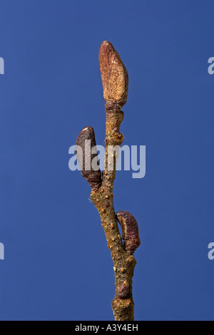 Alder twig and buds in winter,(Alnus glutinosa Stock Photo - Alamy