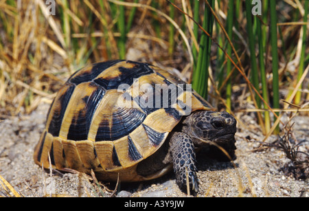 Mediterranean Spur thighed Tortoise Greek tortoise (Testudo graeca ...