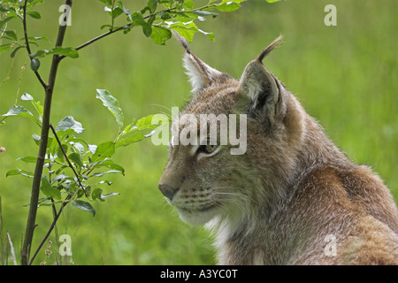 Close-up portrait of Eurasian lynx / Northern lynx (Lynx lynx lynx ...
