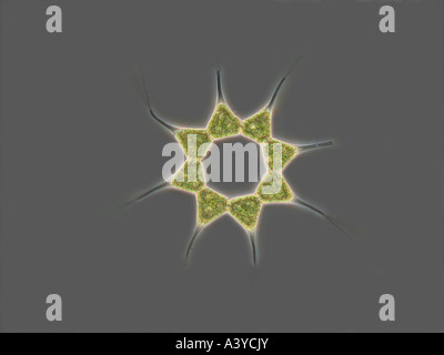 Pediastrum simplex (Pediastrum simplex var. duodenarium), with phase ...