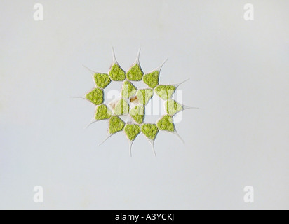Pediastrum duplex green algae. Light micrograph of a colony of ...