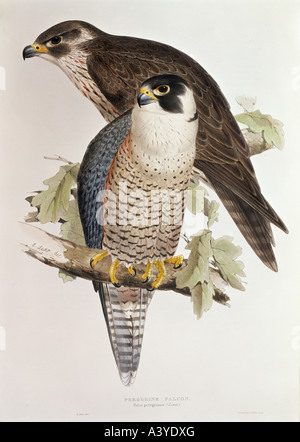 zoology / animal, avian / bird, falconidae, iceland falcon, (falco ...