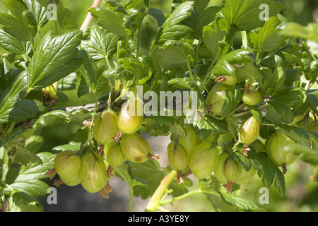 wild gooseberry flowers. Ribes uva-crispa, known as gooseberry or ...