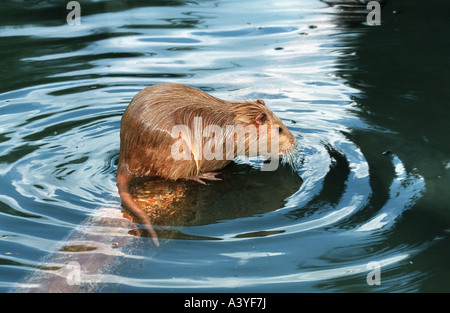 coypu, nutria (Myocastor coypus), sitting at the waterside, side view ...