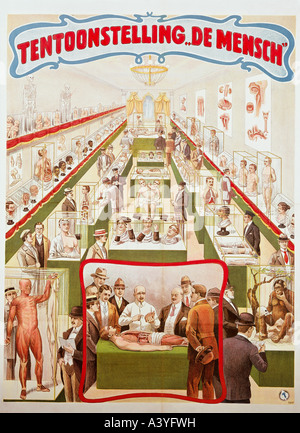 festivity, fairs, carny, anatomical cabinet, poster, colour lithograph ...