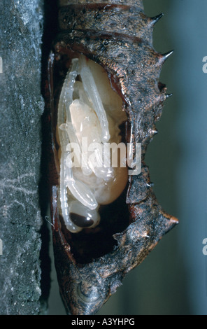 ichneumon fly (Pimpla instigator), pupa in butterfly pupa Stock Photo ...