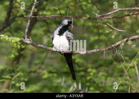 Namaqua Doves (Oena capensis), the only species in its genus. Photo ...