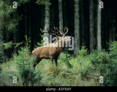Deer, Male Red Deer braying in the evening sunlight in the rutting ...