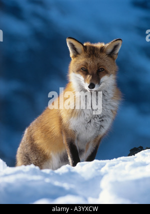 Wild red fox sitting in Northern Ontario, Canada Stock Photo - Alamy