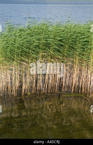 Lake water reed grass summer landscape natural background Stock Photo ...