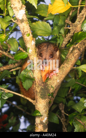 Cuscus marsupial possum in tree Stock Photo - Alamy