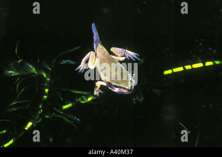 Tadpole of the Australian Green Tree Frog, Litoria caerulea Stock Photo ...