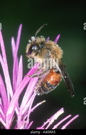 Mining Bee (Andrena sp Stock Photo - Alamy