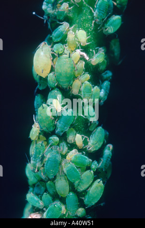 Aphids (Aphididae) Insecta Stock Photo - Alamy